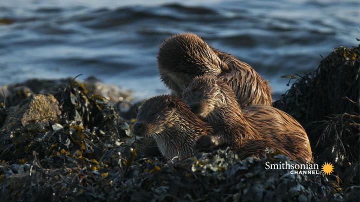 These Twin Otter Pups Are Learning How to Adult Smithsonian Magazine