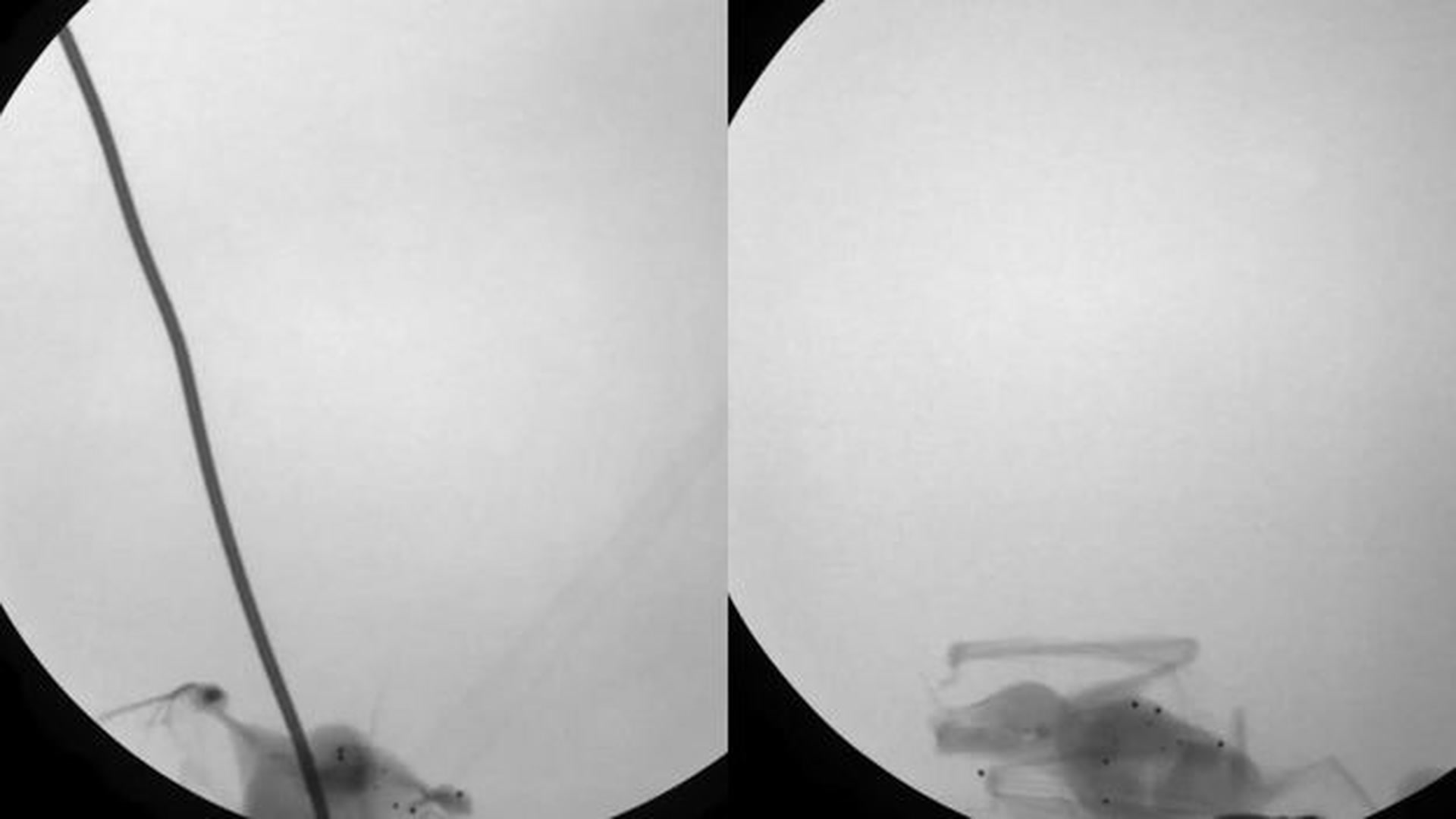 X-Ray of a Bat Taking Flight Smithsonian Magazine