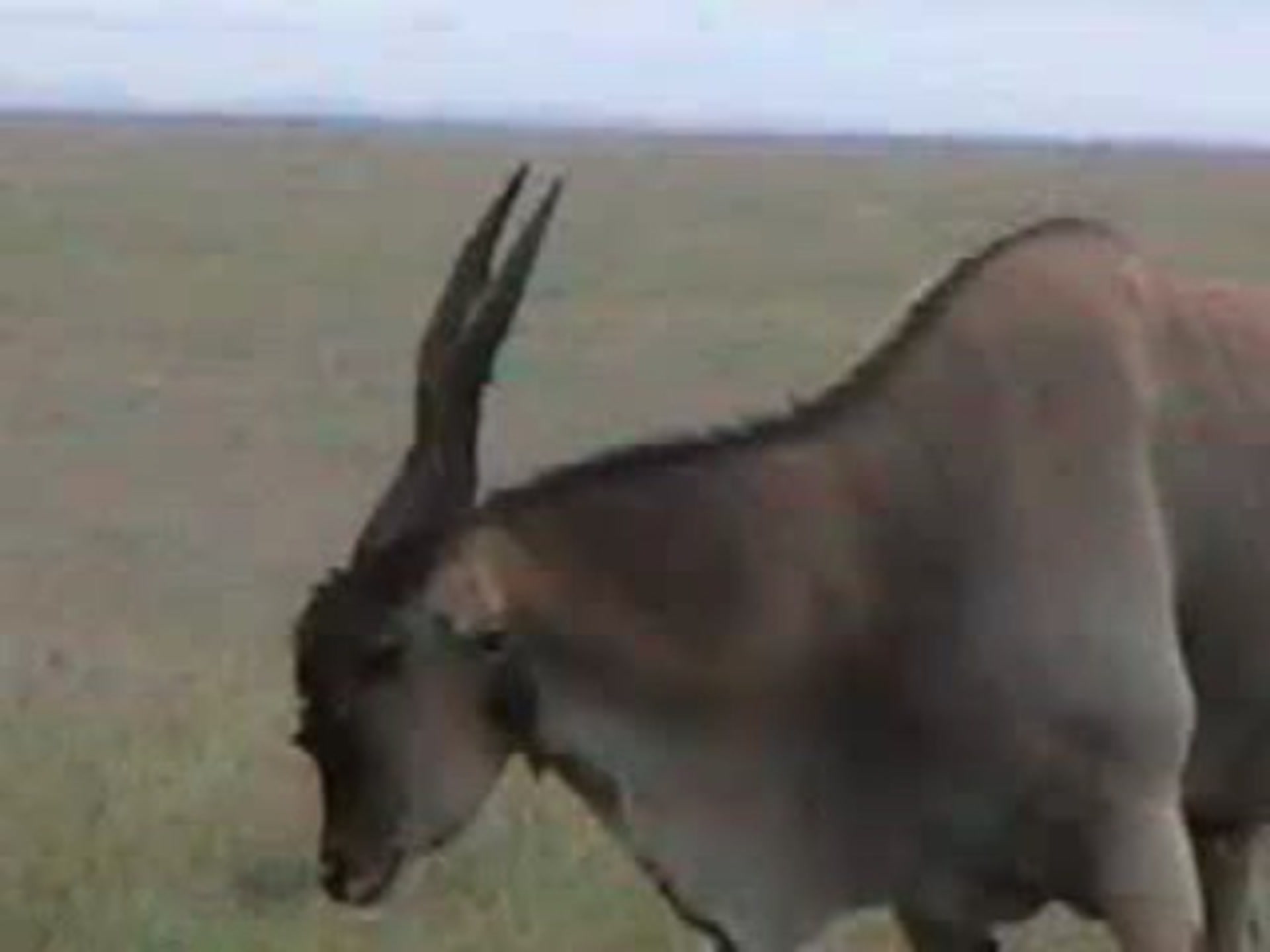 The Click of the Wild Eland Antelope Smithsonian Magazine