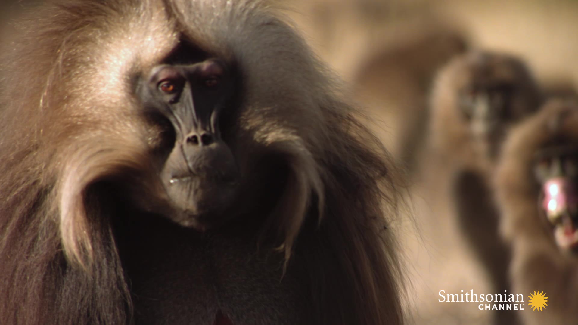 Gelada Baboon Reacts to Being Cheated on With Fury Smithsonian Magazine