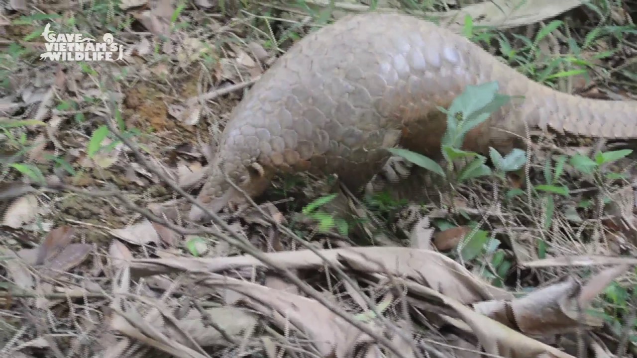 World Pangolin Day 2015 Smithsonian Magazine