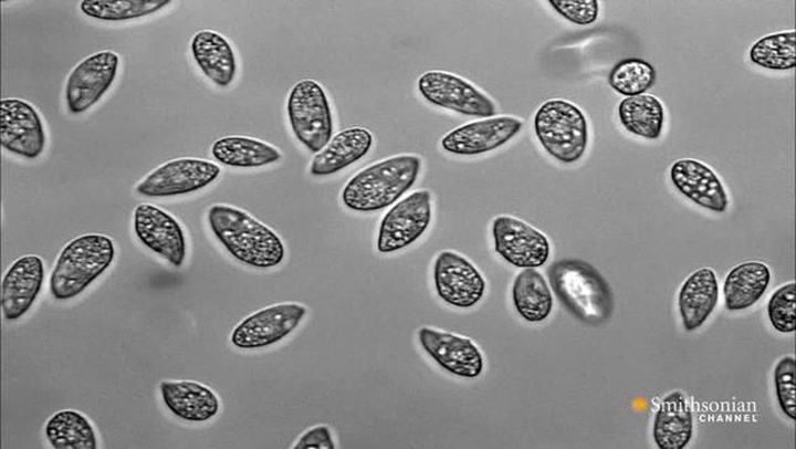 Decoding Immortality Smithsonian Magazine