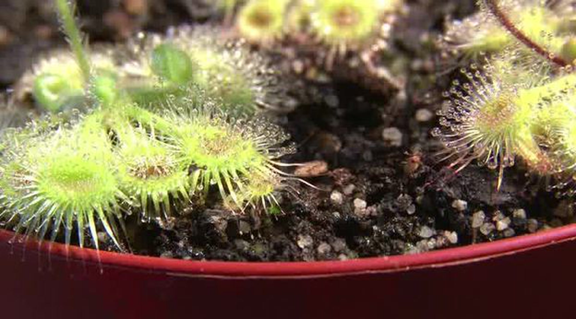 A Carnivorous Plant that Flings Insects Into its Mouth Smithsonian Magazine
