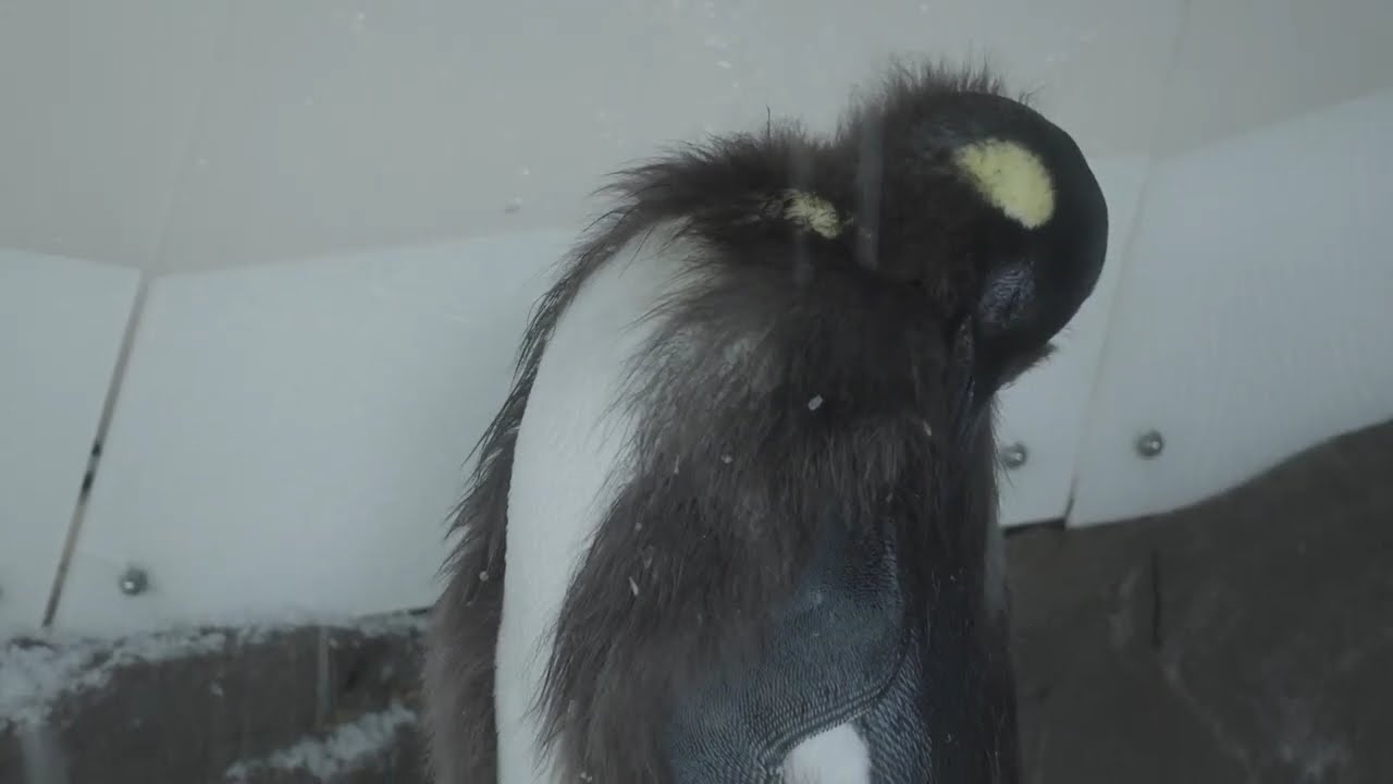 Pesto the Enormous, Viral King Penguin Molts His Baby Feathers ...