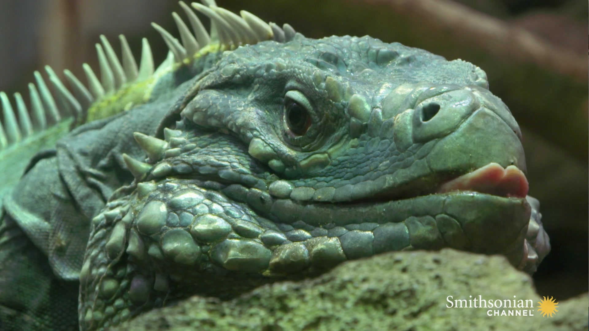Wild Inside the National Zoo: Reptile Rejuvenation Smithsonian Magazine