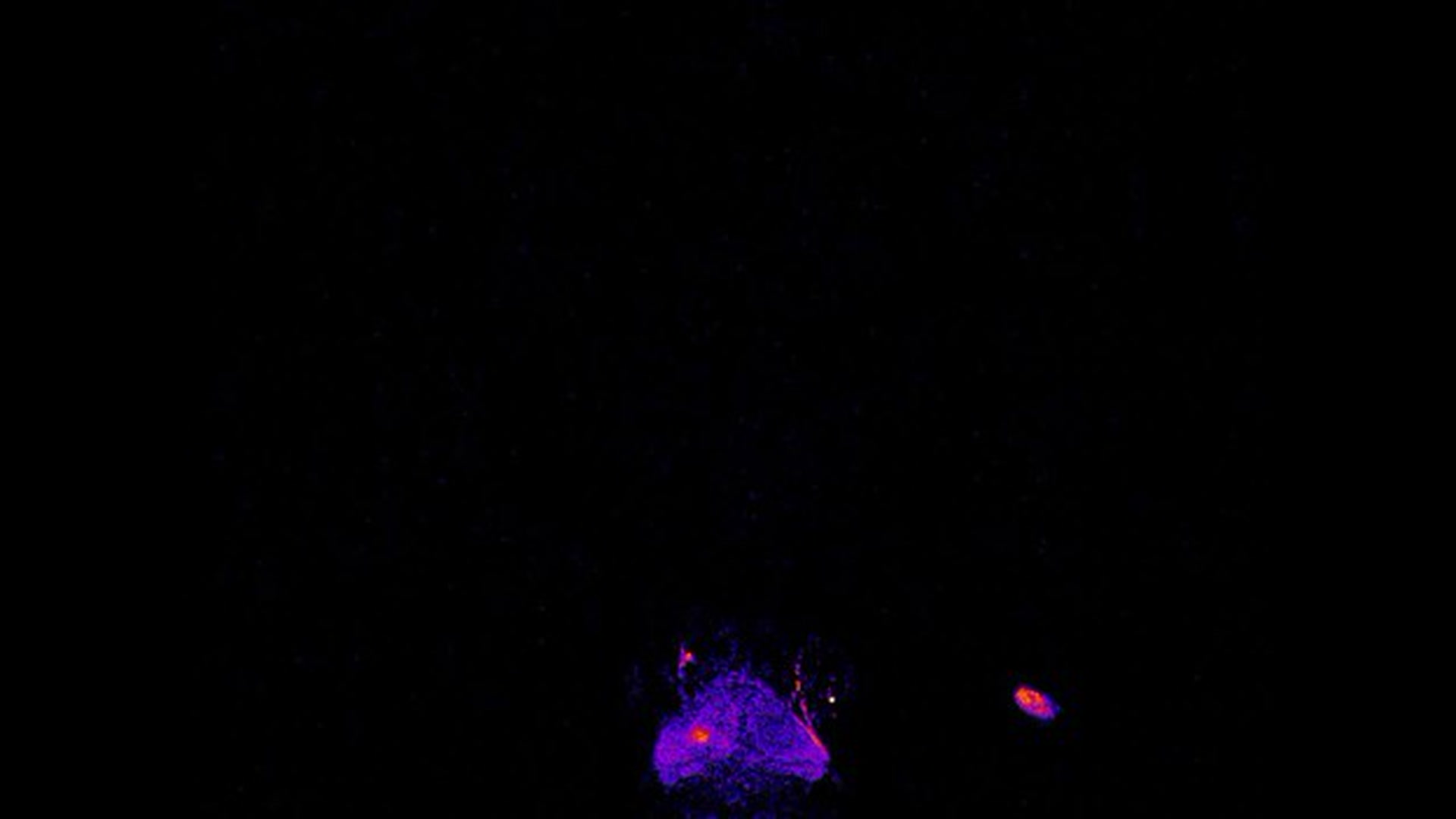 A Thought Moving Through a Living Fish's Brain Smithsonian Magazine