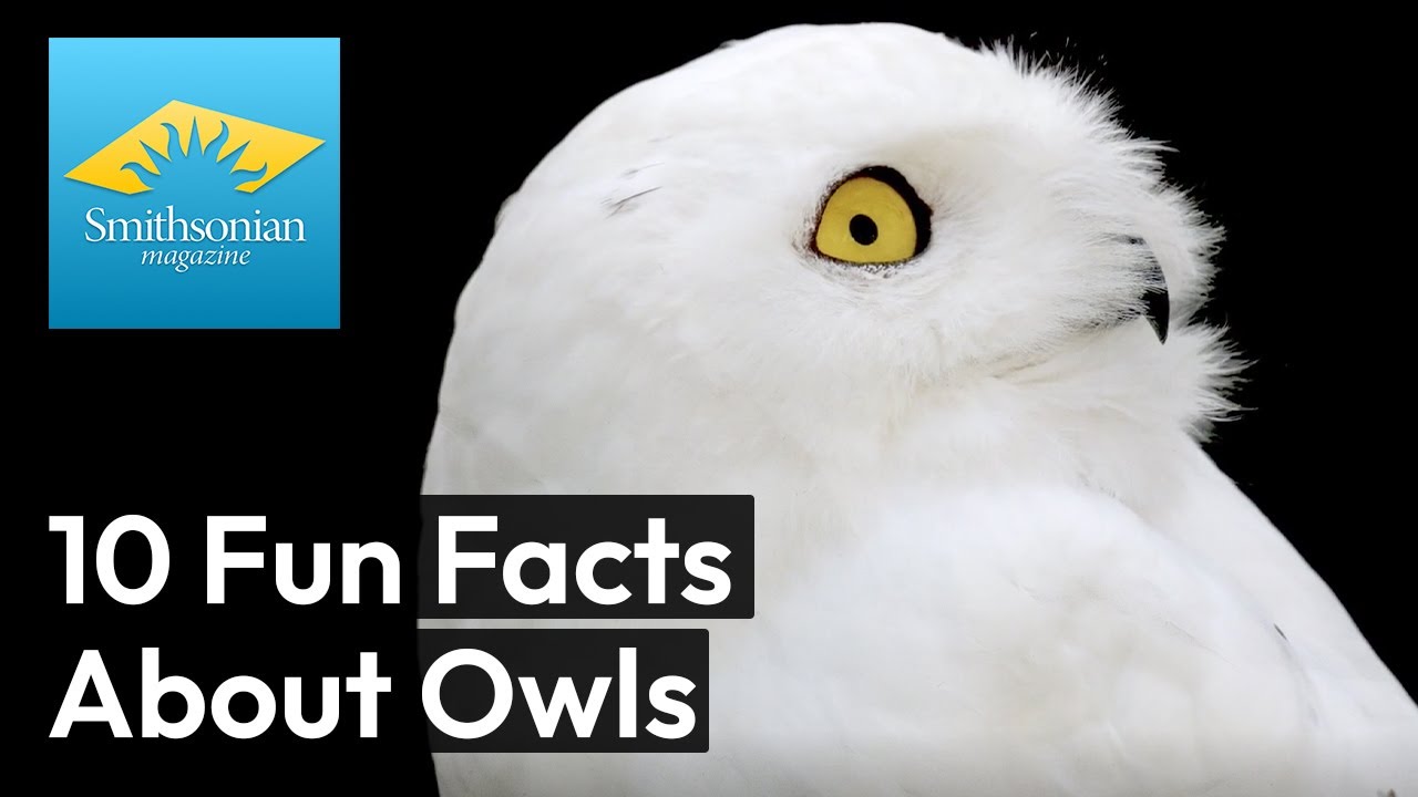 10 Fascinating Facts About Owls Smithsonian Magazine