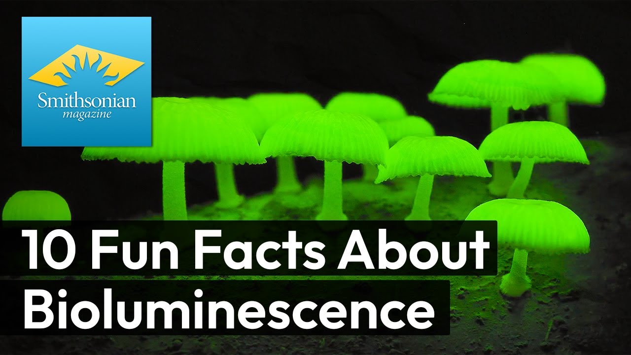 10 Fun Facts About Bioluminescence Smithsonian Magazine