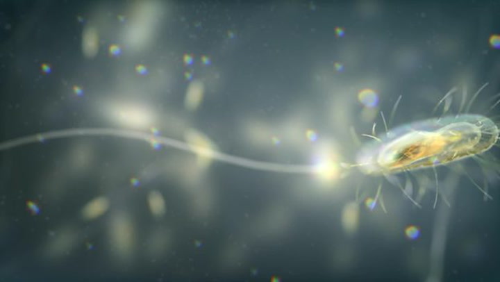 SmartNews: Making Gasoline from Bacteria Smithsonian Magazine