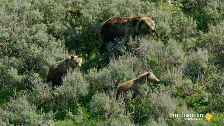 Why Yellowstone Can be a Magnet for Deadly Misadventures Smithsonian ...