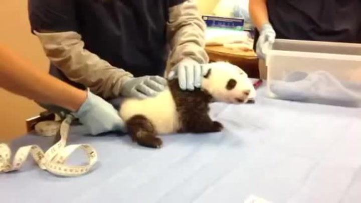 Giant Panda Cub Is Almost Eight Weeks Old Smithsonian Magazine