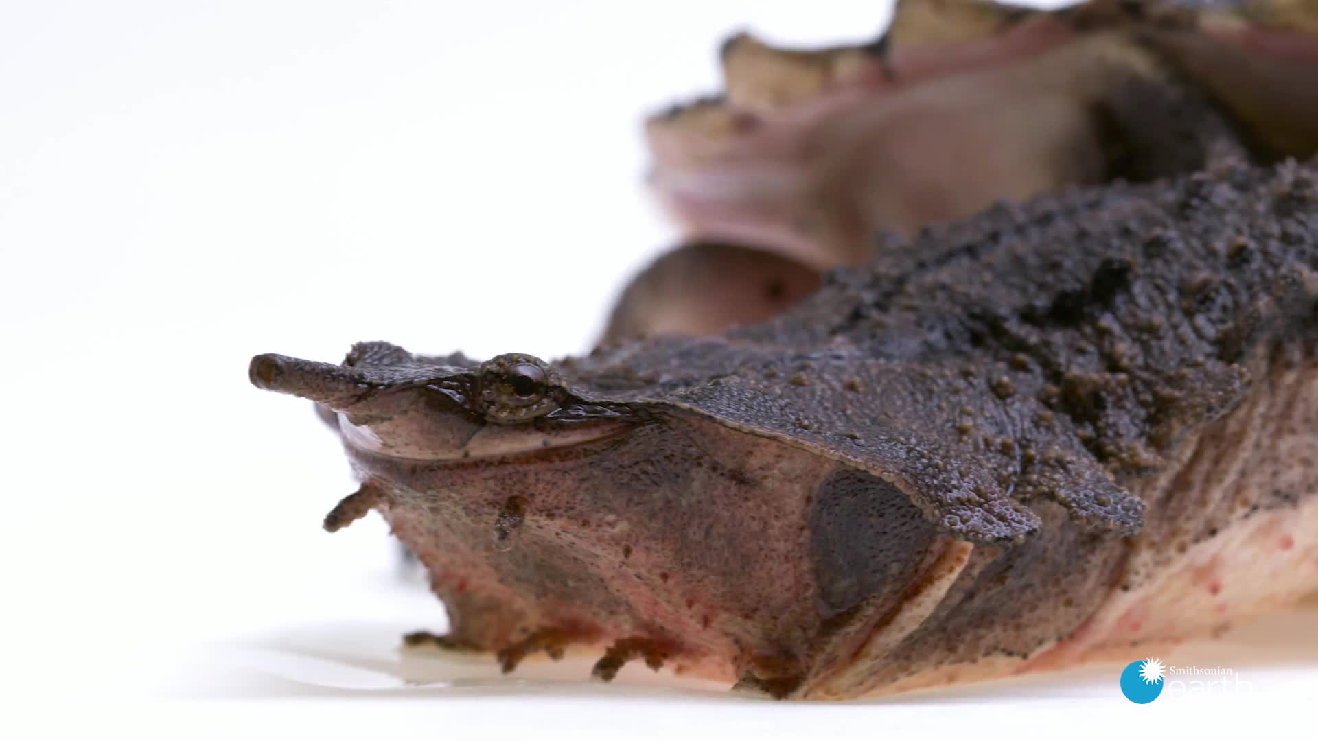 One of the Strangest, Stealthiest Turtles You've Ever Seen Smithsonian ...