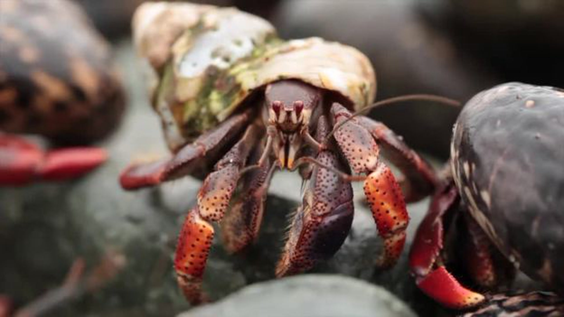Epic Hermit Crab Migration Smithsonian Magazine