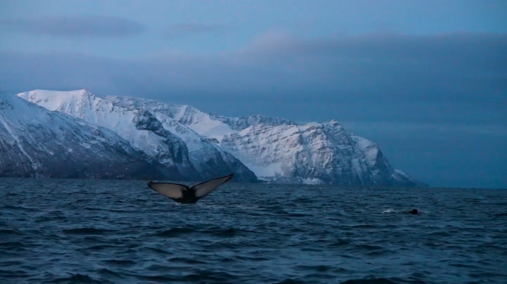 A Good Day for a Swim With Orcas Smithsonian Magazine