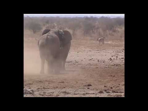 Elephant Fight Club Smithsonian Magazine